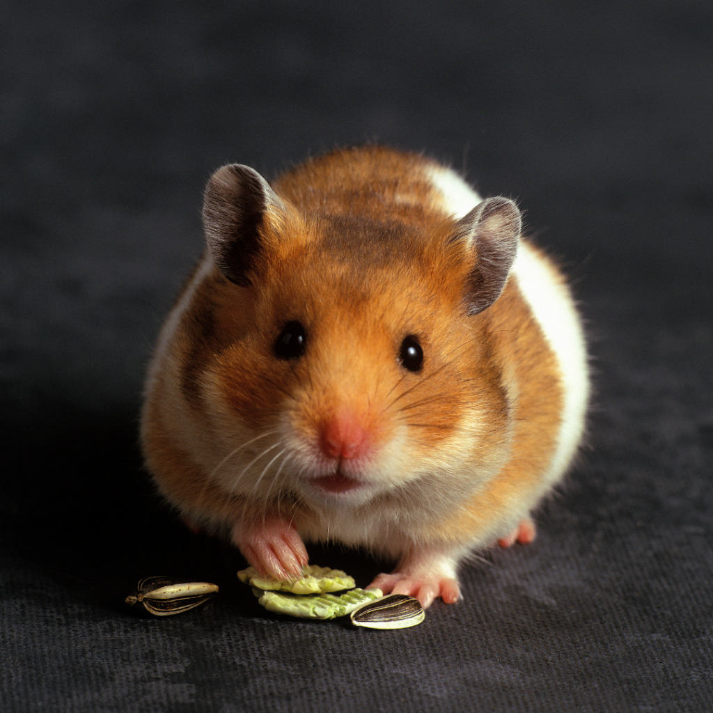 Chomik, czyli co powinien wiedzieć opiekun przed pojawieniem się pupila ...